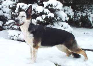 Huurhun Dog :D: German Shepherd ANGILAL 2