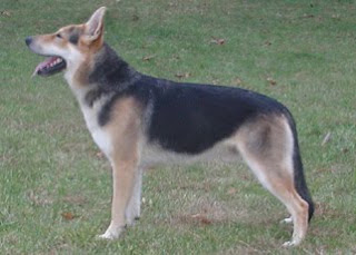 Huurhun Dog :D: German Shepherd ANGILAL 2