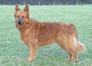 Huurhun Dog :D: German Shepherd ANGILAL 2