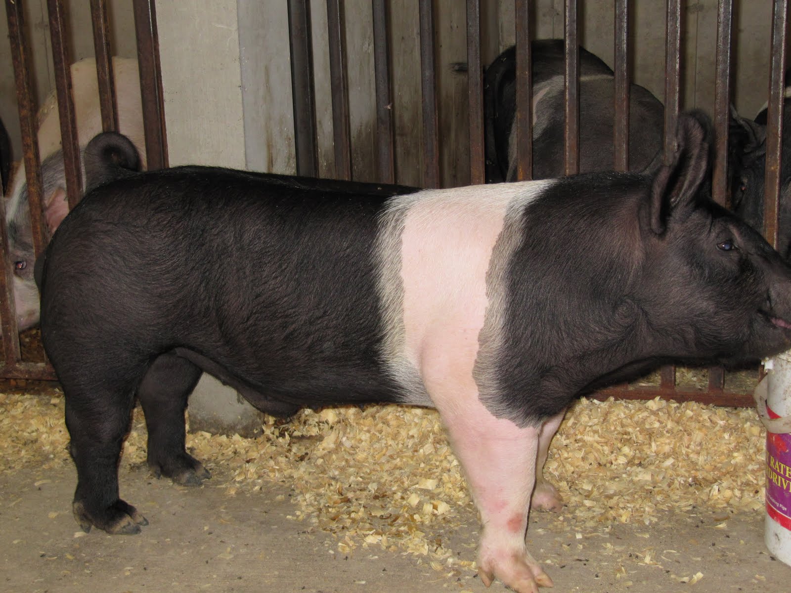 NSR Fieldview: young hamp boar
