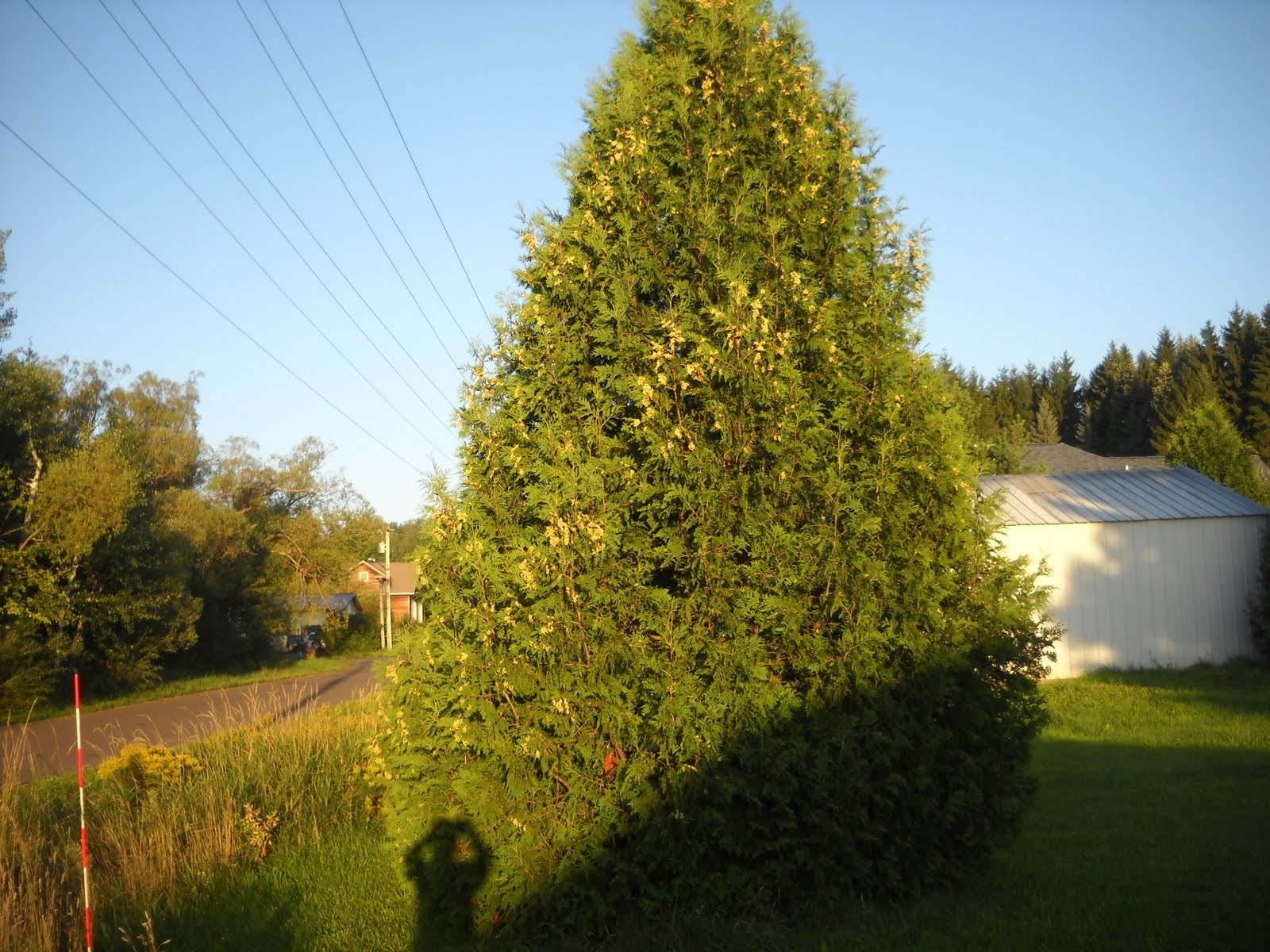 Art's Bayfield Almanac: 8/28/10 EASTERN WHITE CEDAR