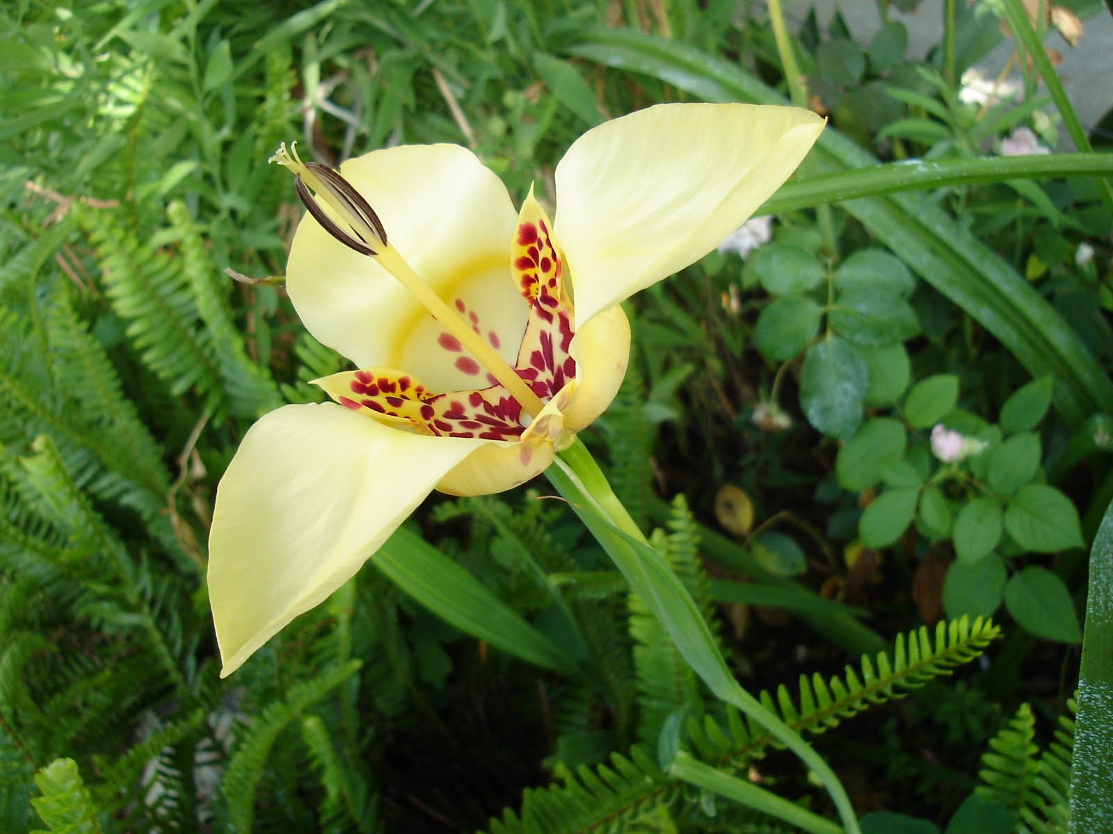 Tigridia - JungleKey.fr Image #150