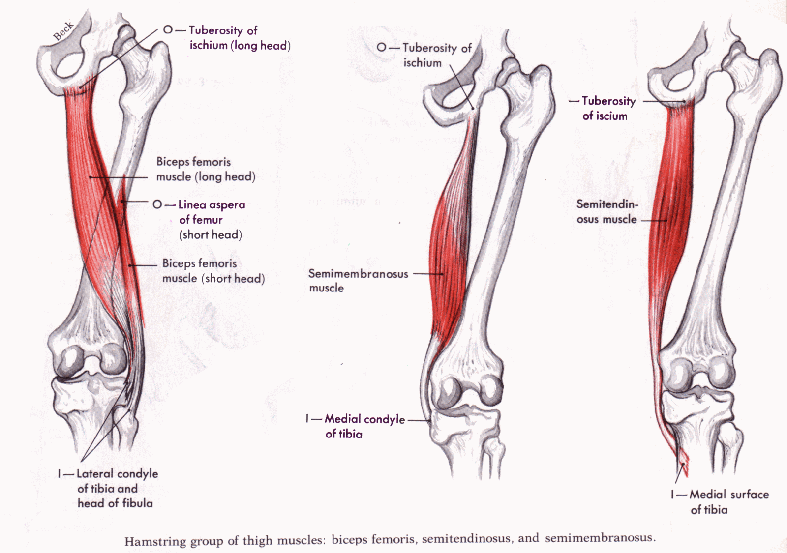 My Crazelu Land: Regio Knee Joint (Sendi Lutut)