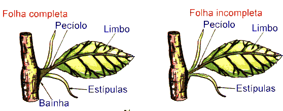 Anatomia e Morfologia Vegetal: FOLHA