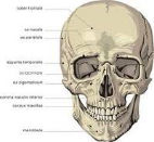 ANATOMI CRANIUM ~ FISIOTERAPI HEALTH AND TRAVELING