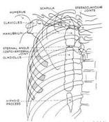 ANATOMI THORAKS ~ FISIOTERAPI HEALTH AND TRAVELING