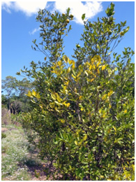 first step: First Step - Karantina Tumbuhan CVPD