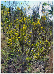 CVPD: Penyakit Mematikan dan Paling Merusak Bagi Jeruk ~ Citrus Biosecurity