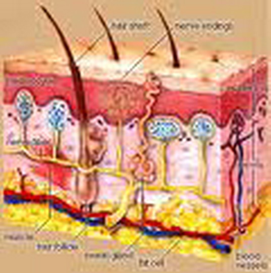 IPA Edukasi: SISTEM EKSKRESI PADA MANUSIA