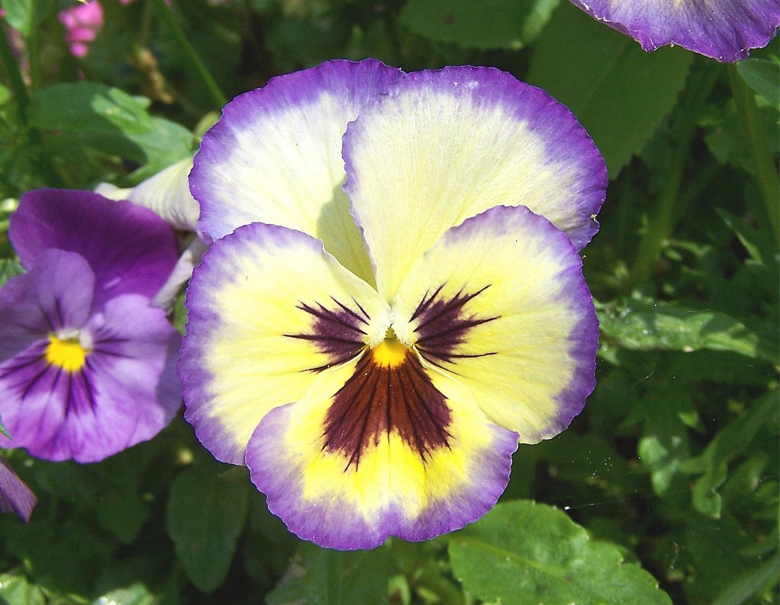 PassAlong Plants: Fall Planting is for Pansies
