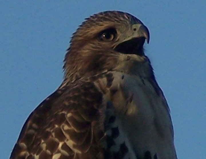 Hawkwatch at the Franklin Institute: Catching up with the eyasses