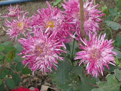India Garden: December 2008