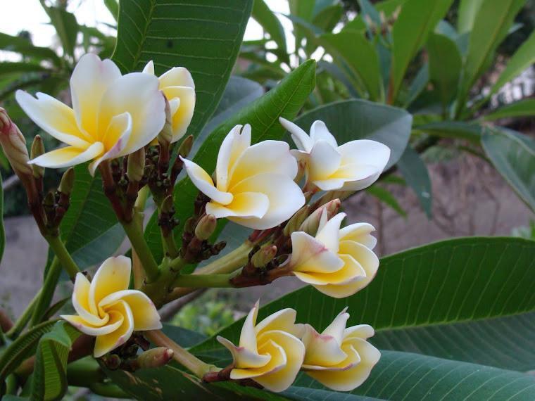 India Garden: Garden Bloggers' Bloom Day, July 15