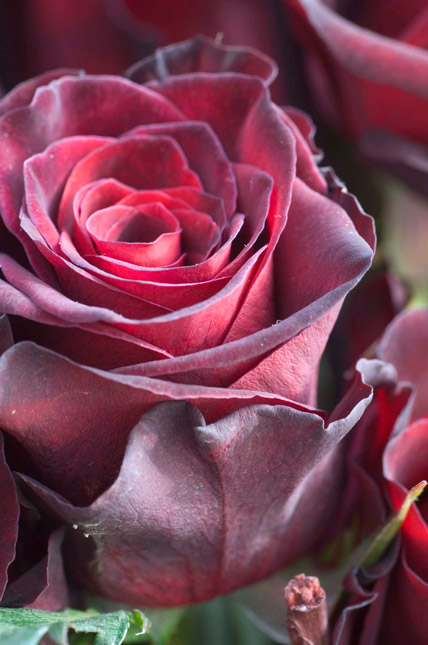 Fuchsia Flower Design Brighton: Which Rose? A guide to the most popular ...