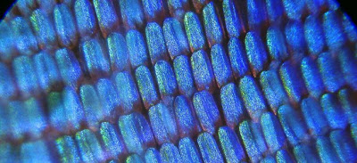 BeeBeeBeep: Morphotex structural colored fibers