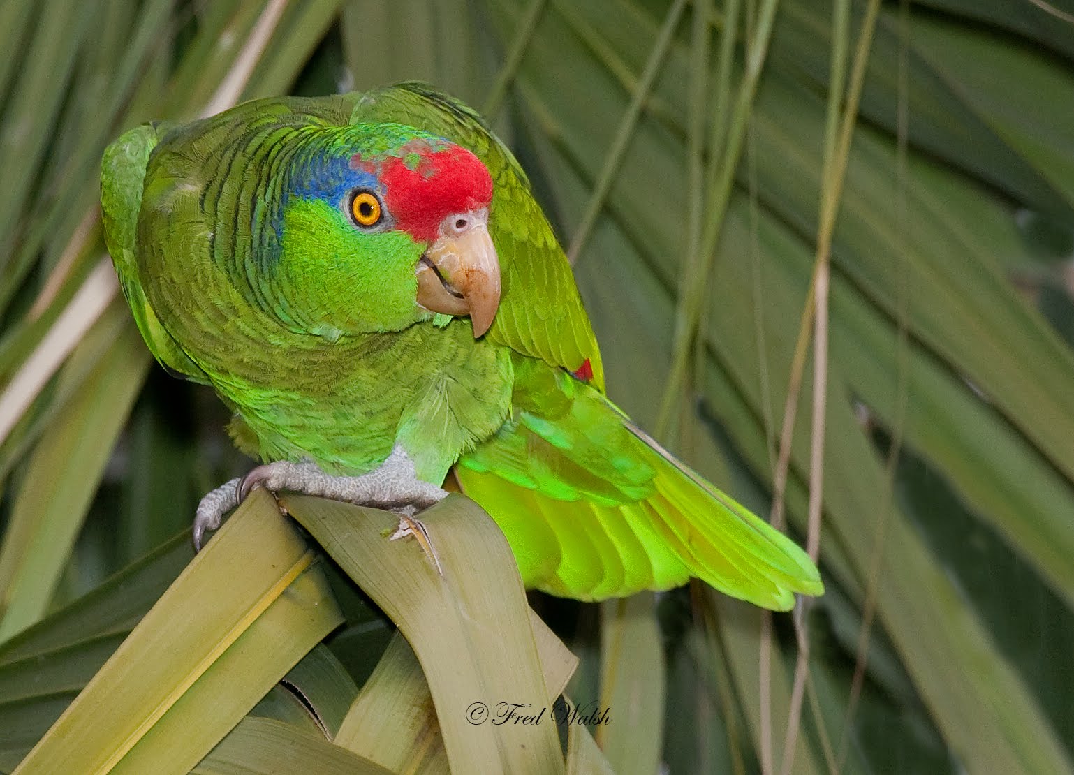 fred walsh photos: Red Crowned Parrot