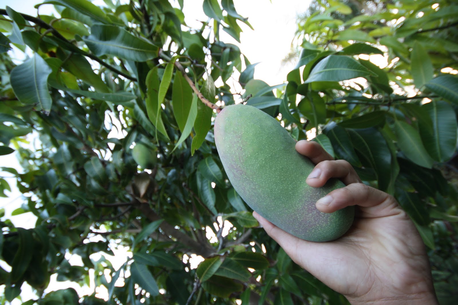 minneth.NOODLEZ.nguyen: My Mango & Lychee Tree