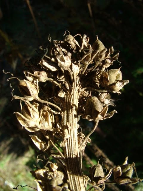 Robert Kourik's Garden Roots: Fasciation is Fascinating (not a typo)