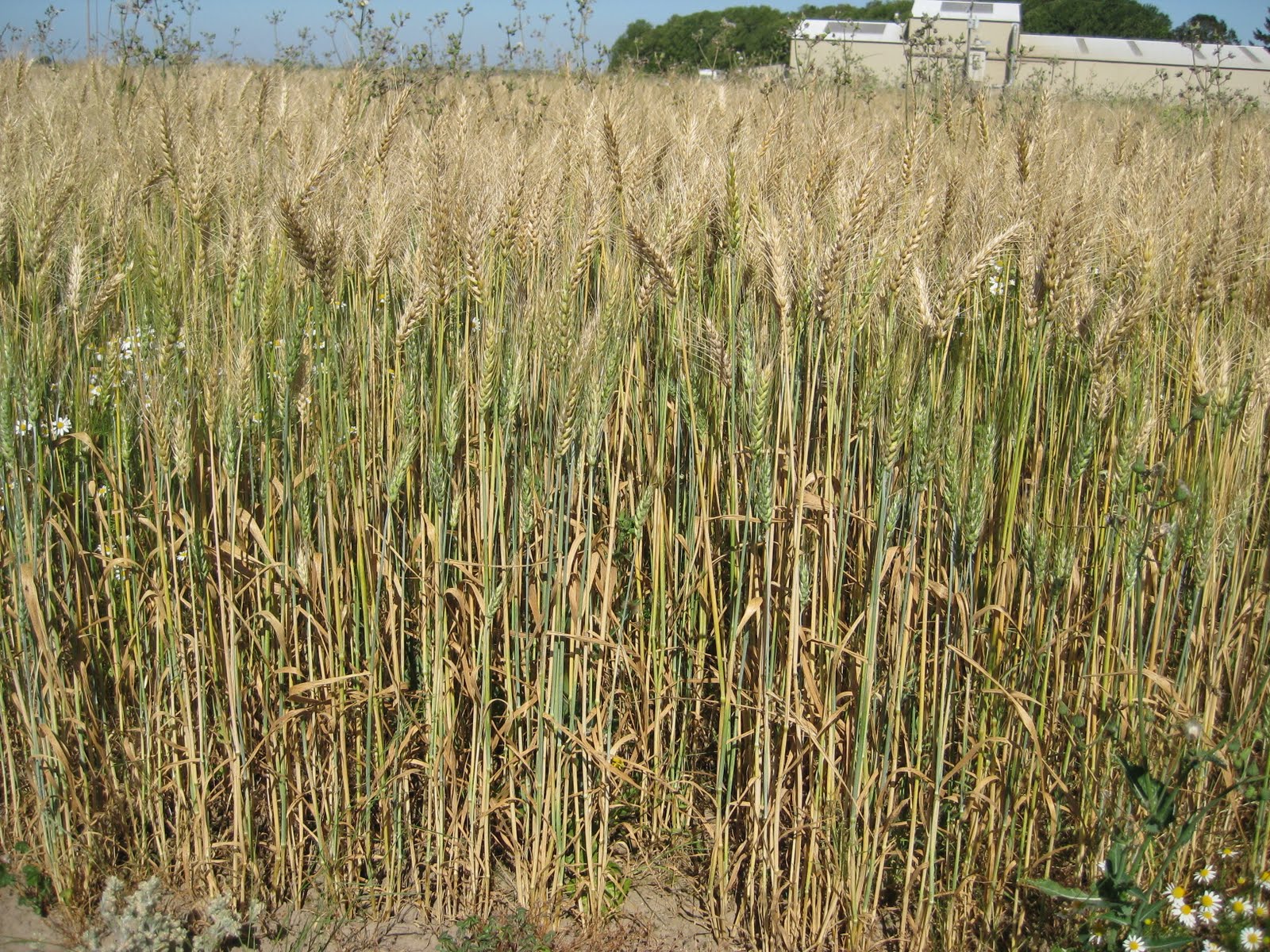 A Conventional Farm Transitions to Organic.: Hard red wheat progress