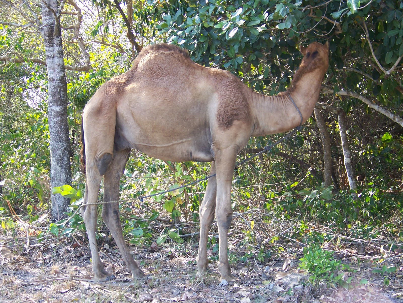 T-E-M-B-E-A Tanzania: Dar Es Salaam Zoo...