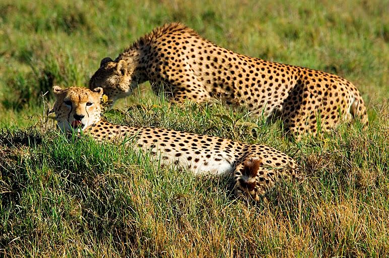 T-E-M-B-E-A Tanzania: Wa Chini, Ngorongoro