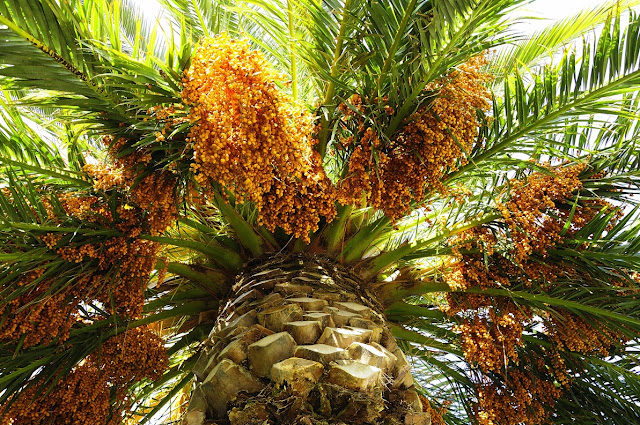 On aime le Maroc pour ...: Palmier-dattier