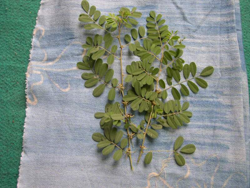 Scrabbbooklet: Tarum means Indigo; visiting a natural dyes workshop