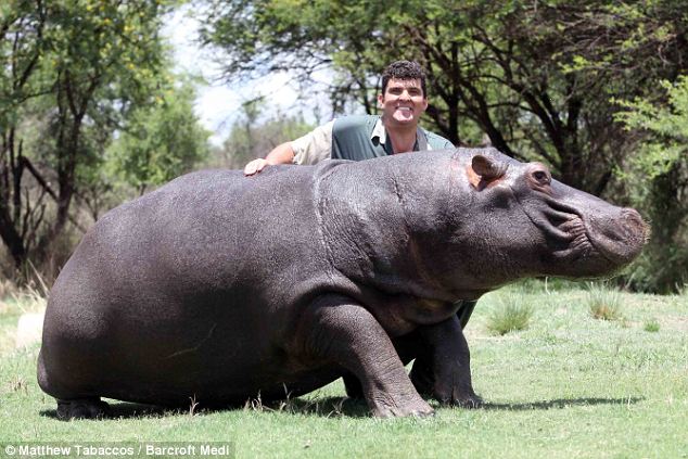 A Man Developed a Friendship with Hippo | Amazing Creatures
