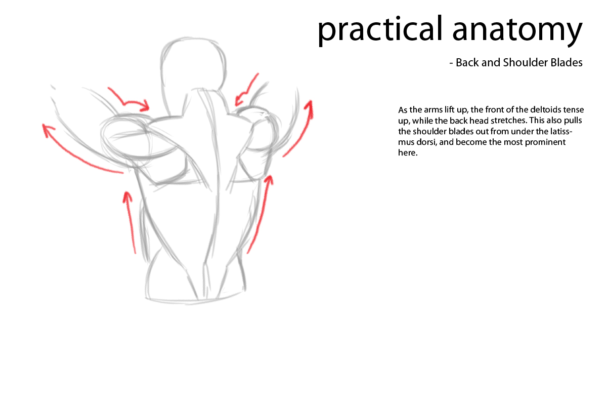 Design Lessons: Practical Anatomy
