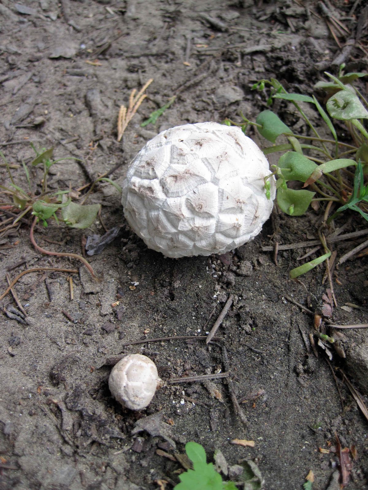 Tree in the Door's Fauna and Flora: Puffball