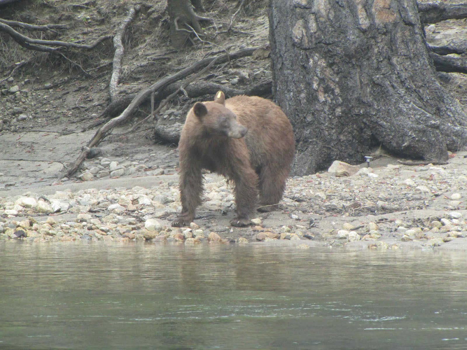 Tree in the Door's Fauna and Flora: Merced Bear