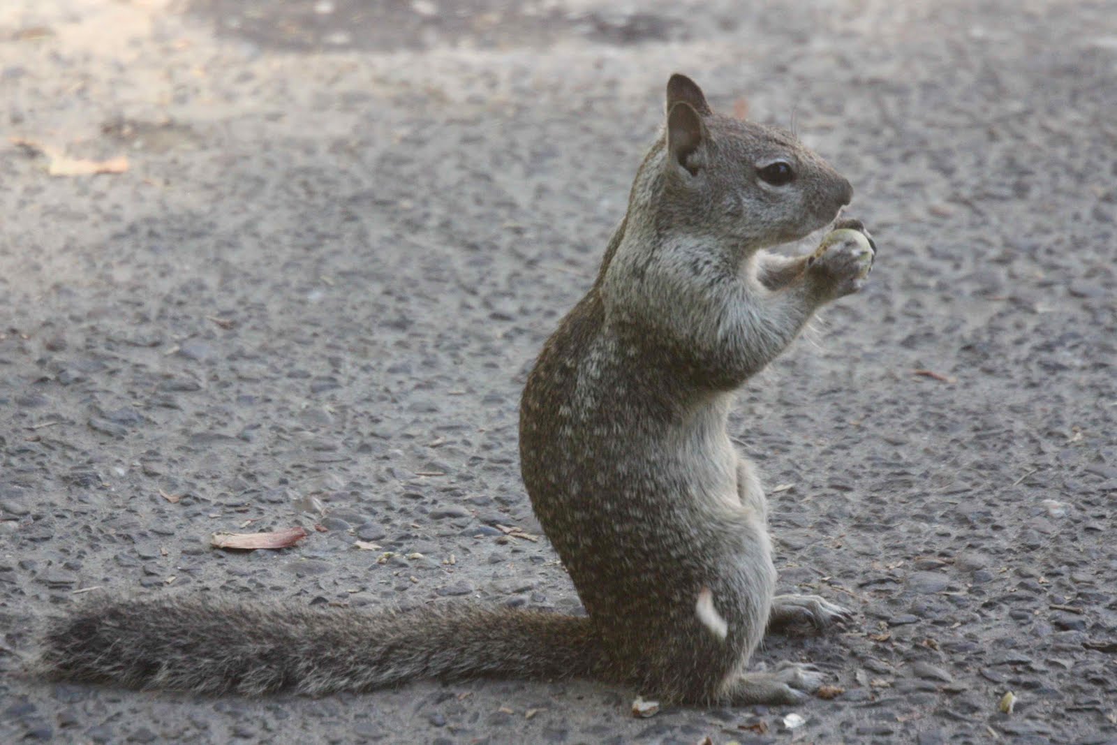 Tree in the Door's Fauna and Flora: Squirrel With Acorn