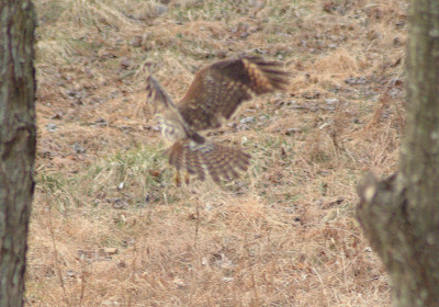 Colvin Run Habitat: Birds-in-Flight: Red-Shouldered Hawk from Ground to ...