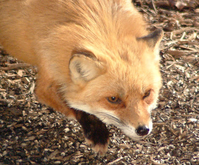 Colvin Run Habitat: The Fox - Is He Limping?