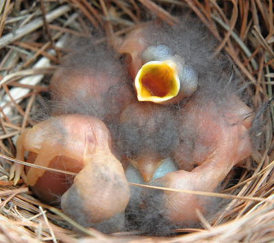 Colvin Run Habitat: New Eastern Bluebird Chicks Arrive