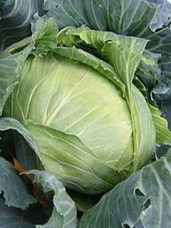 Glossary: Cabbage