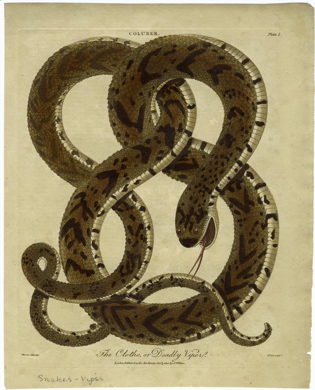 ITSBOSSY: the sacred serpent.