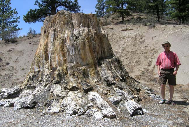 GeoLog Blog: Colorado’s fossil redwood forest