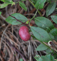 Taking A Closer Look: Blueberry Stem Gall - - The Adirondack Almanack