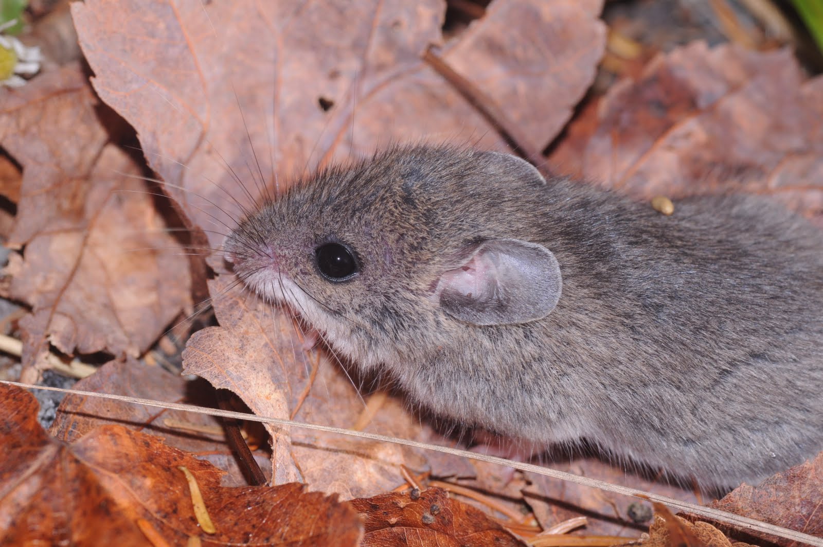 An Adirondack Naturalist in Central New York: Mouse in the House