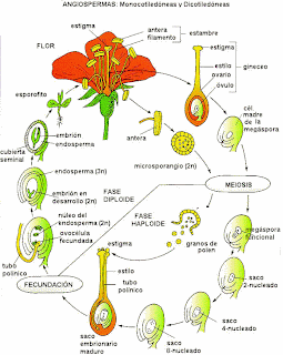 ALOGAMIA EN PLANTAS PDF