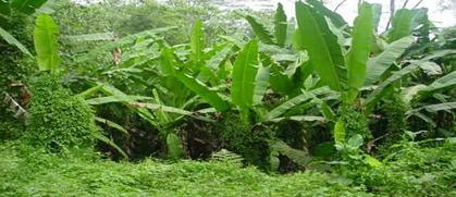 ABACA INDUSTRY PROFILE: ABACA INDUSTRY PROFILE