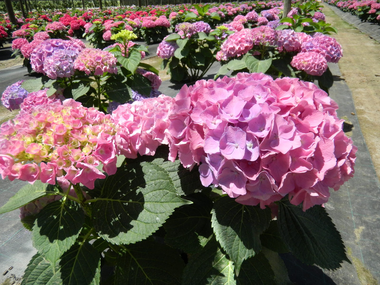 Especialista en floricultura: Hydrangeas (Hortencias)
