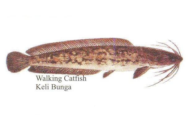 Kenali Spesis Ikan Air Tawar Malaysia (Bahagian 2) | Blues Riders