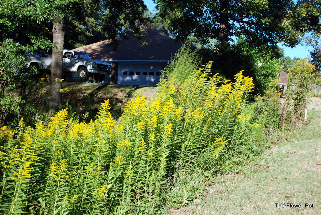 The Flower Pot: Golden Rod