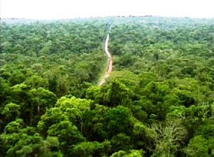 Rosaasl: Tundra, Sabana, Taiga, Bosque Mediterráneo, selva virgen ...