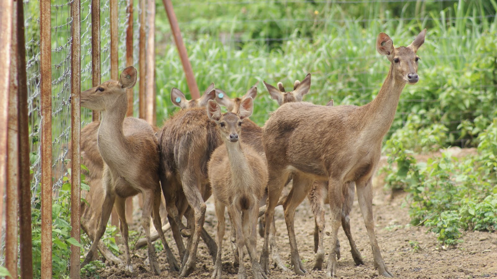 PPDMARAN: Lawatan Rasmi dan Perasmian Ladang Ternakan Rusa SM Teknik ...