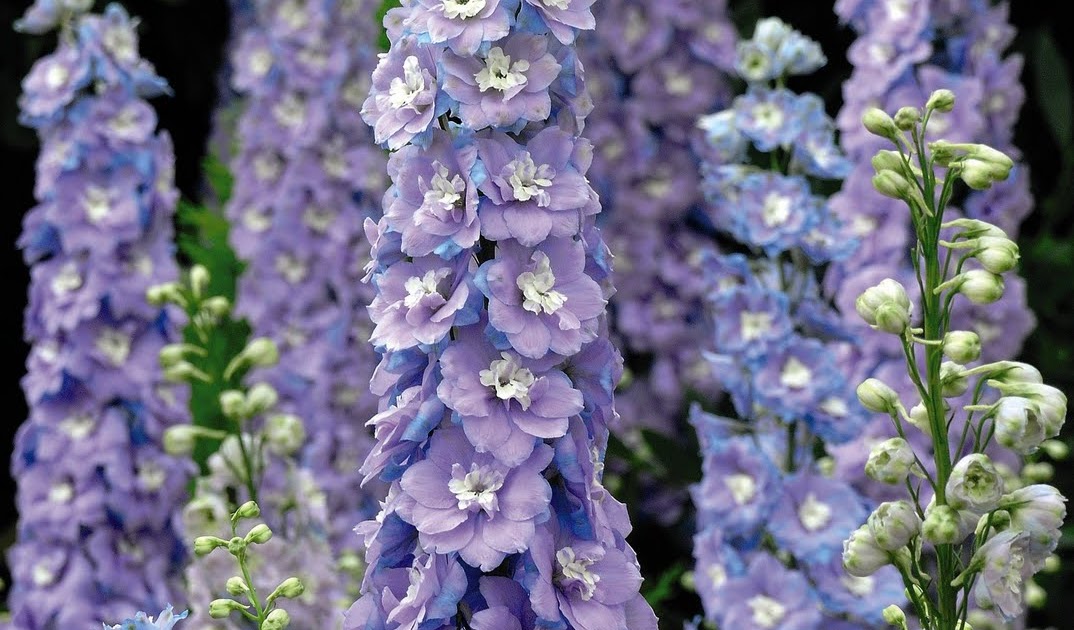 Дельфиниум Виды – Telegraph