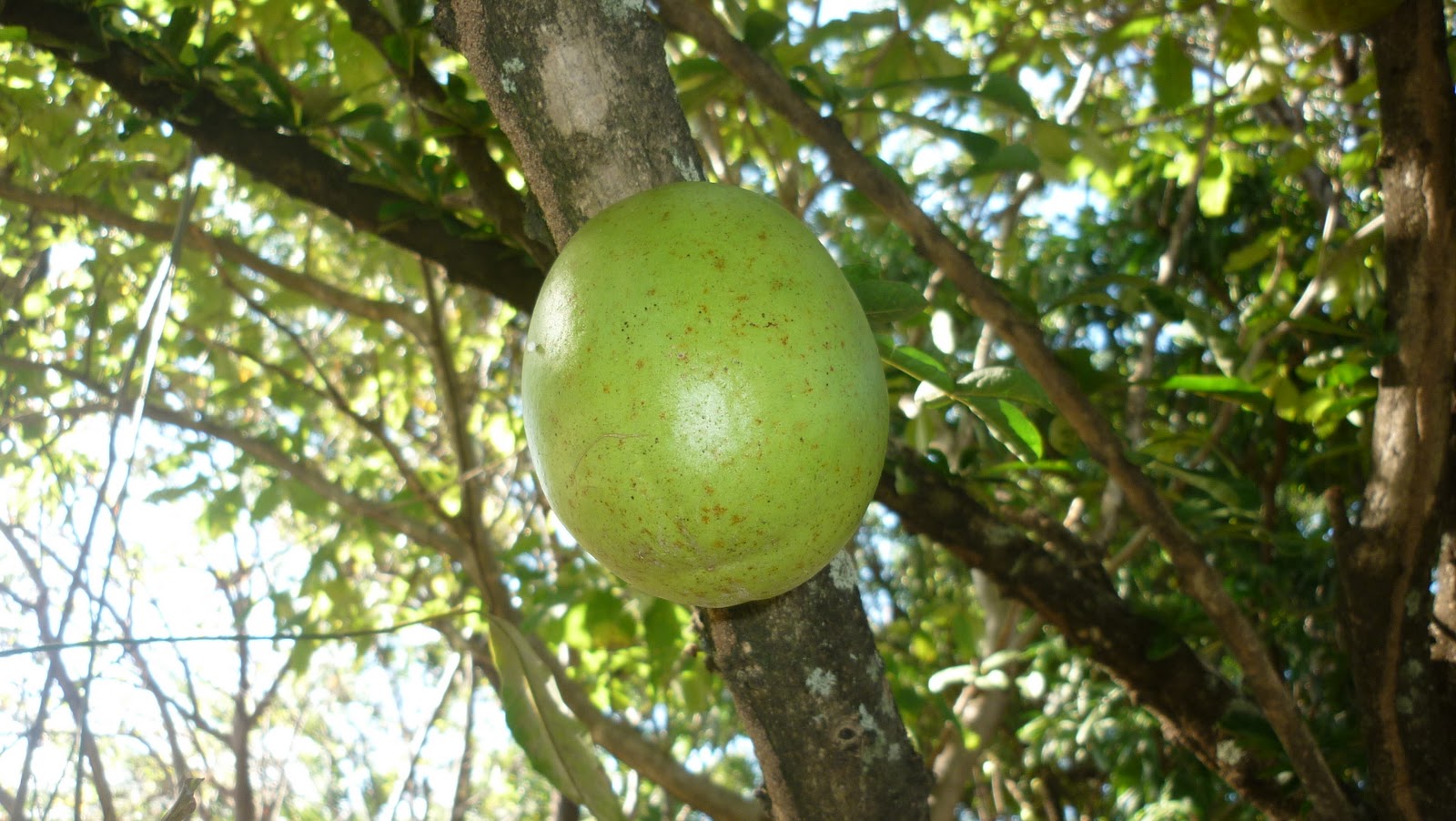 frutas y frutos de mi tierra: EL MORRO, UN FRUTO POLIFACÉTICO