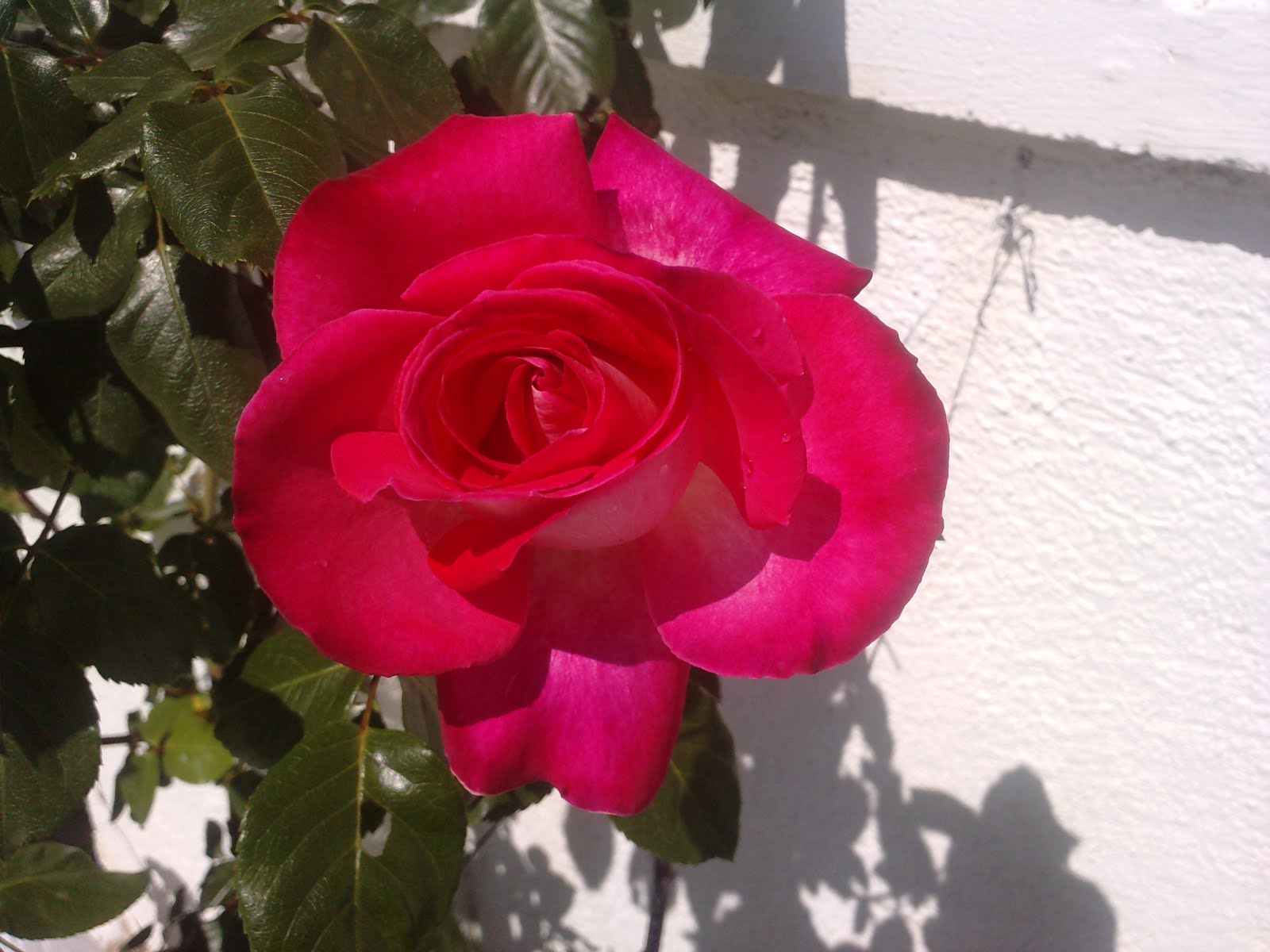 HABLEMOS DE BOTÁNICA: COMPRA DE ROSALES Y PREPARACIÓN DEL SUELO EN GENERAL